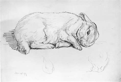 Peter Sketch At PaintingValley Com Explore Collection Of Peter Sketch