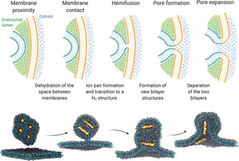 Top Different Stages Of The Fusion Process Of Two Oppositely Charged Download Scientific