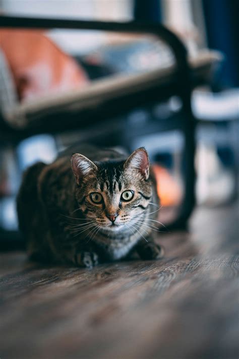 500 Pussycat Pictures Download Free Images On Unsplash