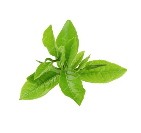 흰색 배경에 고립 된 녹차 잎 프리미엄 사진