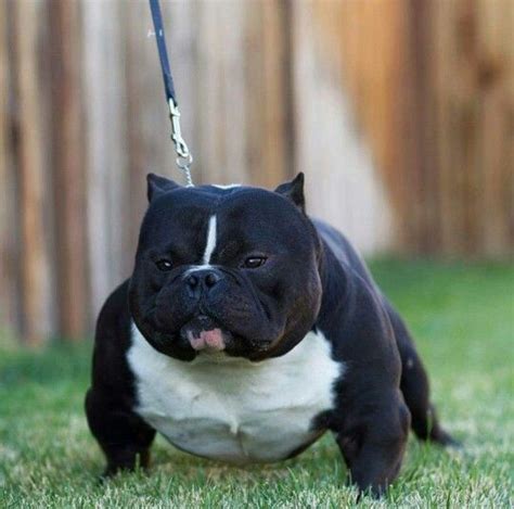 Micro Bully - Tudo sobre o American Bully Micro - Mini bully