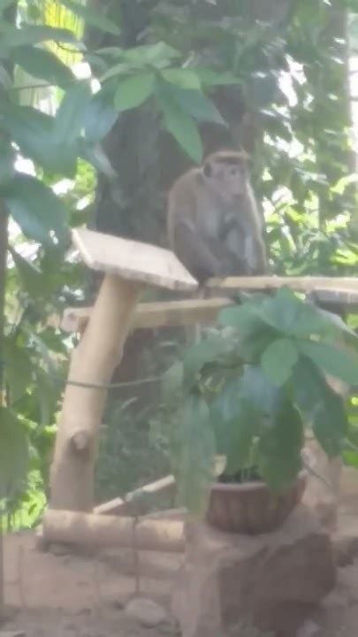 මූරුක්කූ කන රිළවා Youtube