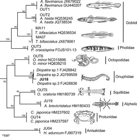 Phylogenetic Tree Based On Bayesian Inference For The Concatenated 16s