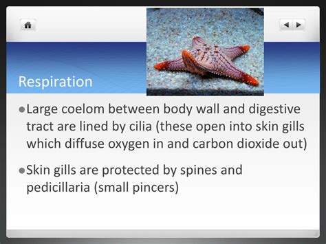 Ppt Echinoderms Powerpoint Presentation Free Download Id2265862
