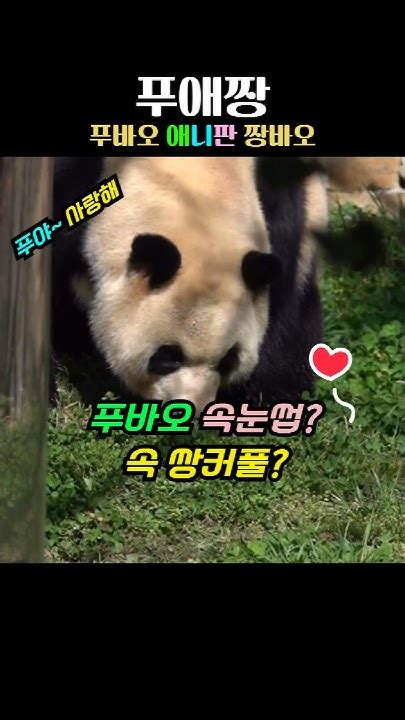 푸바오 속눈썹 속쌍커풀 와 정말 미쳐 Youtube