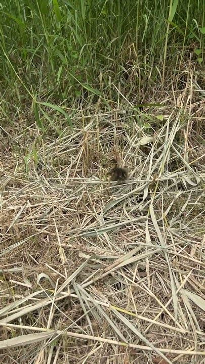 엄마 찾는 새끼 오리 Youtube