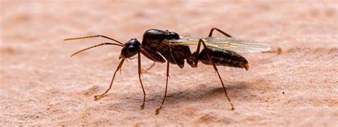 Winged Carpenter Ants
