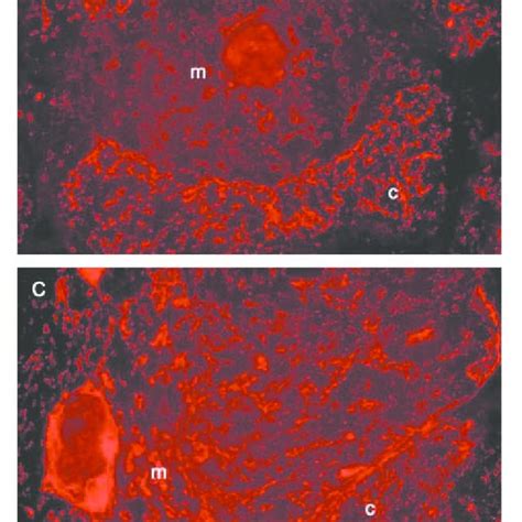 Expression Of E Cadherin On Medullary Epithelial Cells Download