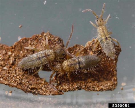 Identify And Control Springtails