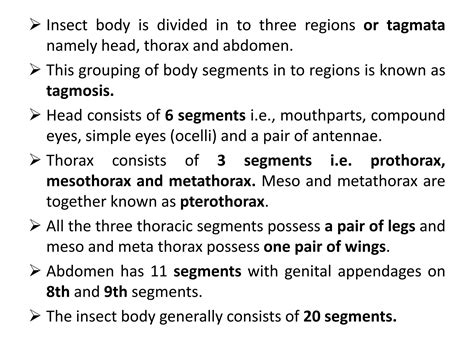 body segmentation of insect and head pptx beekeeping hobbies