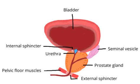 Prostatectomy Preparation And Recovery Markham Pelvic Health