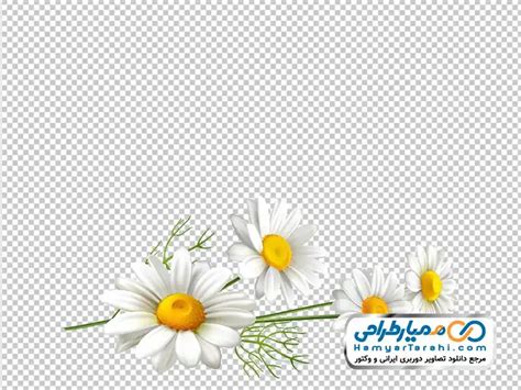 عکس با کیفیت گل بابونه 11195005