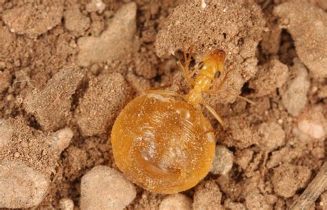 Jenis Semut Yang Langka