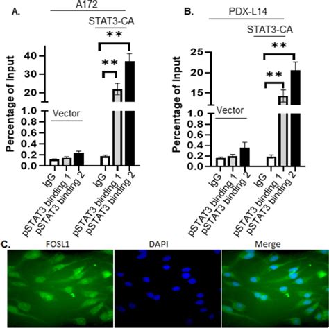 Chip Qpcr Analysis Of Stat3 Direct Binding To The Fosl1 Promoter