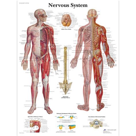 Nervous System Chart Sem Trainers