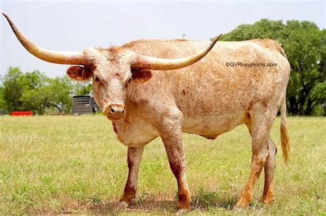 Texas Longhorn Cattle Cost How Much Gvr Longhorns Llc