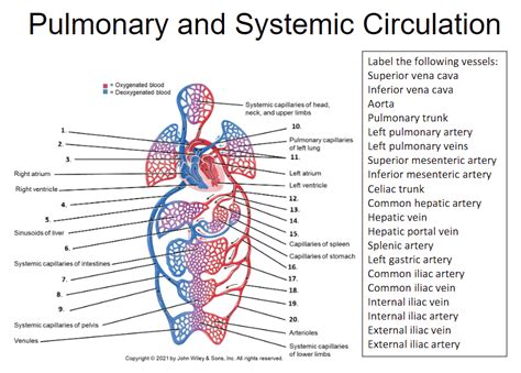 Ch 21 Circulatory Pathways Diagram Diagram Quizlet