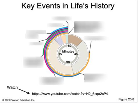 Chapter 26 Key Events In Lifes History Diagram Quizlet
