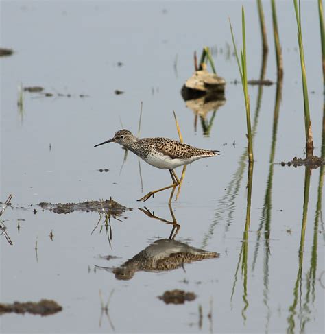 Птица со странным именем | Пикабу