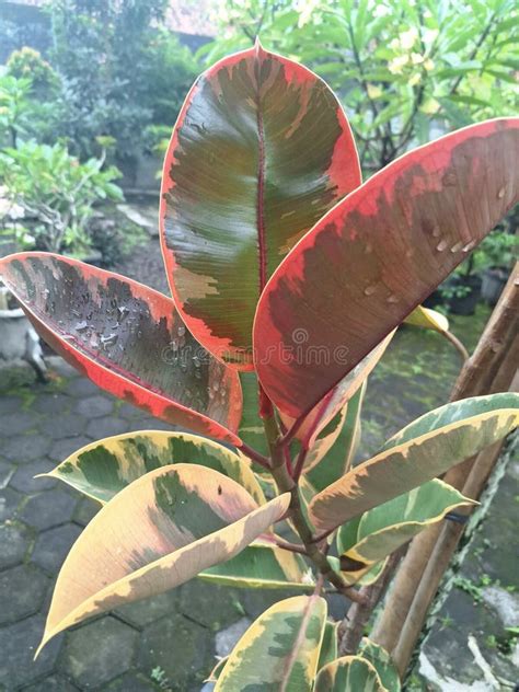 Ficus Elastica Ruby Tree In Indonesian House Garden Stock Image Image Of Growing