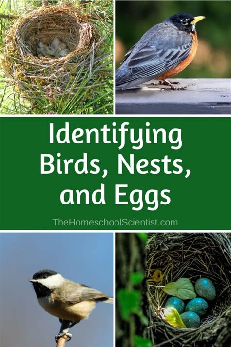 Identifying Birds Nests And Eggs Artofit