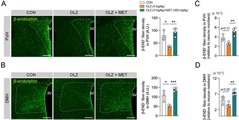 Met Restored Olz Induced Reduction In Pomc Axonal Projection A B Download Scientific