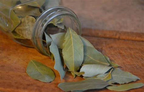 პატარა ხრიკები დაფნის ფოთლით და რატომ უნდა შეინახოთ ტუალეტში რჩევები ვივიენისგან