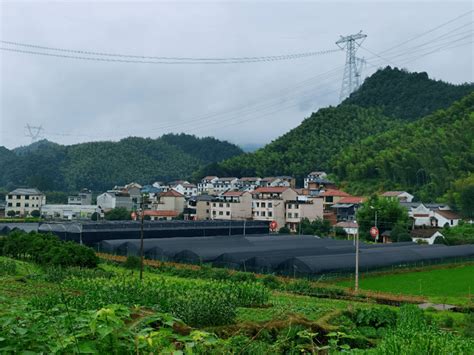 浙江这个村厉害了！村民变股东，人人拿分红张璐正种植村里