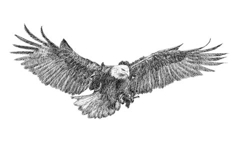 Premium Vector Eagle Swoop Attack Hand Draw Premium Vector Eagle Swoop Attack Hand Draw