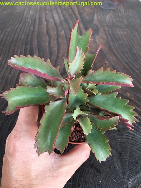 Kalanchoe Sexangularis Cactos E Suculentas Portugal