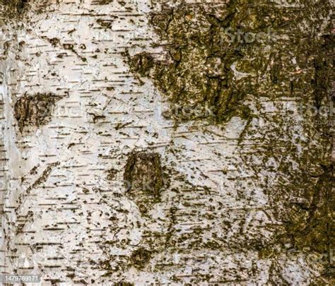 자작 나무 껍질 질감 자작 나무 껍질의 질감 자작나무 껍질 배경 자작 나무 줄기 베툴라 펜듈라 0명에 대한 스톡 사진 및 기타 이미지 Istock