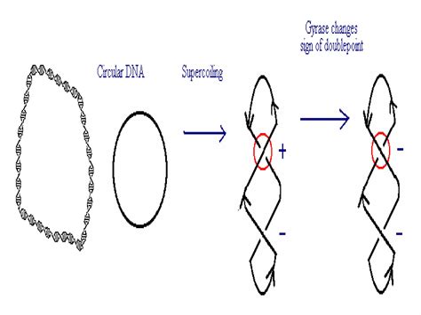 applications of knot theory in bioinformatics a quick reader ppt
