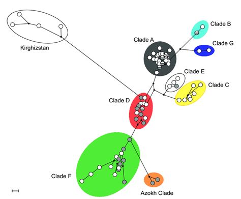 Median Joining Network Of Hvii Of Mitochondrial Control Region