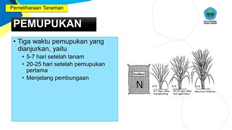 Pra Tanam Dan Tanam Padi Dalam Produksi Benih Padi Pdf Pra Tanam Dan Tanam Padi Dalam Produksi Benih Padi Pdf
