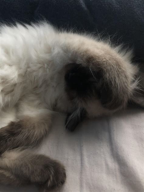 My Cats Name Is Eevee Does She Fit In R Eevee