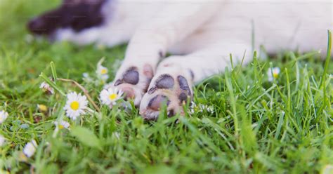 뻗은 발 햇볕이 잘 드는 자연으로 푸른 잔디에 누워 있는 행복한 개를 닫습니다 사진 Unsplash의 봄 이미지