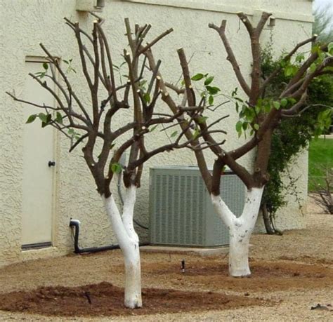 How To Prune A Lemon Tree Step By Step Plant Propagation