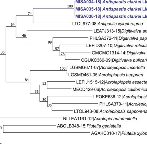 Maximum Likelihood Consensus Tree For Antispastis Meyrick Inferred