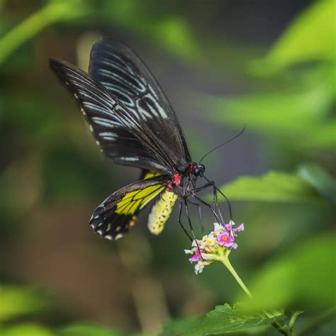 Discover Queen Alexandras Birdwing Natures Largest Butterfly