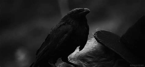 Raven Gif Raven Discover Share Gifs