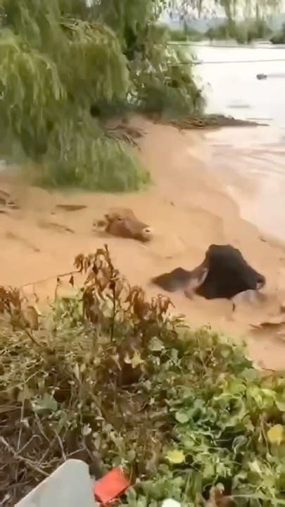 Srilanka ගං වතුරෙන් පීඩා විදින අහින්සක සත්තු🥲🥲🥲 Youtube