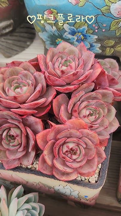 250112 핑크플로라 강렬한색으로시선을사로잡는핑크플로라~아름답다♡ Youtube