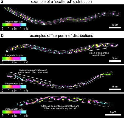 Scientists Watch Viruses Hunt Bacteria In Real Time Using New Imaging