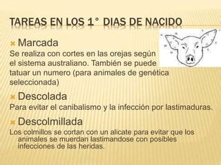 Las Tareas En La Granja Porcina Pptx