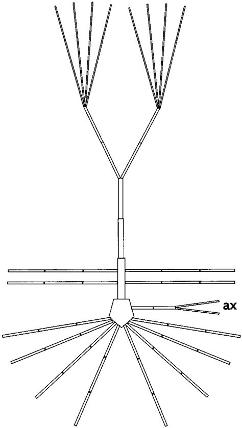 Compartmental Structure Of Model Layer 2 3 Pyramidal Neuron There Are Download Scientific