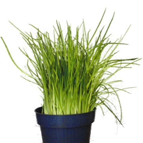 Github 99991matting Python Package For Alpha Matting This