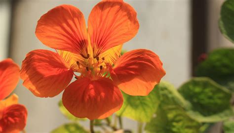善变的花语 善变的花朵 不吉利花 大山谷图库