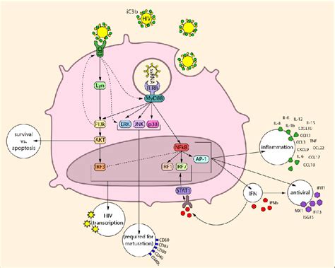Figure 29 From Effects Of Complement Opsonization Of Hiv On Dendritic