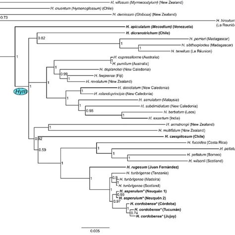 Bayesian 50 Majority Rule Consensus Tree From 15002 Trees Generated