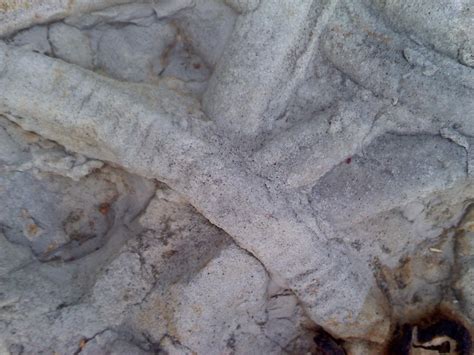 Worms Fossil ID The Fossil Forum